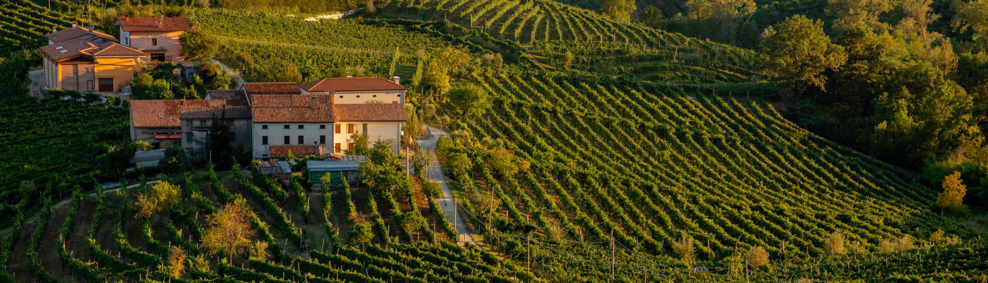 Shop for Delivery | Santa Margherita Wines